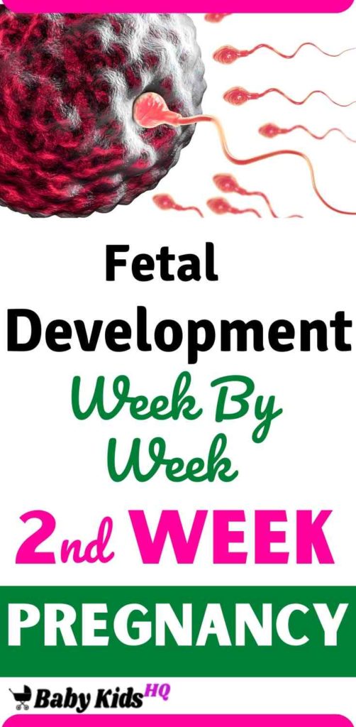 Baby Development In Womb: 2nd Week Of Pregnancy - BabyKidsHQ