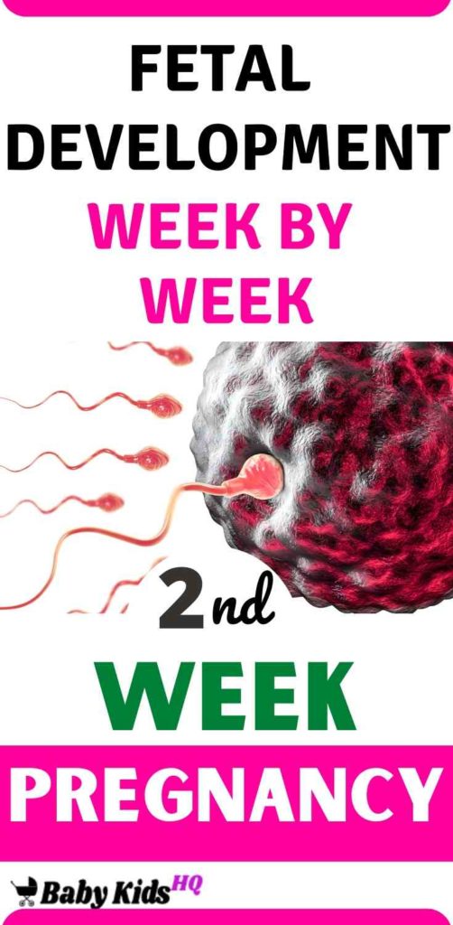 Baby Development In Womb: 2nd Week Of Pregnancy - BabyKidsHQ