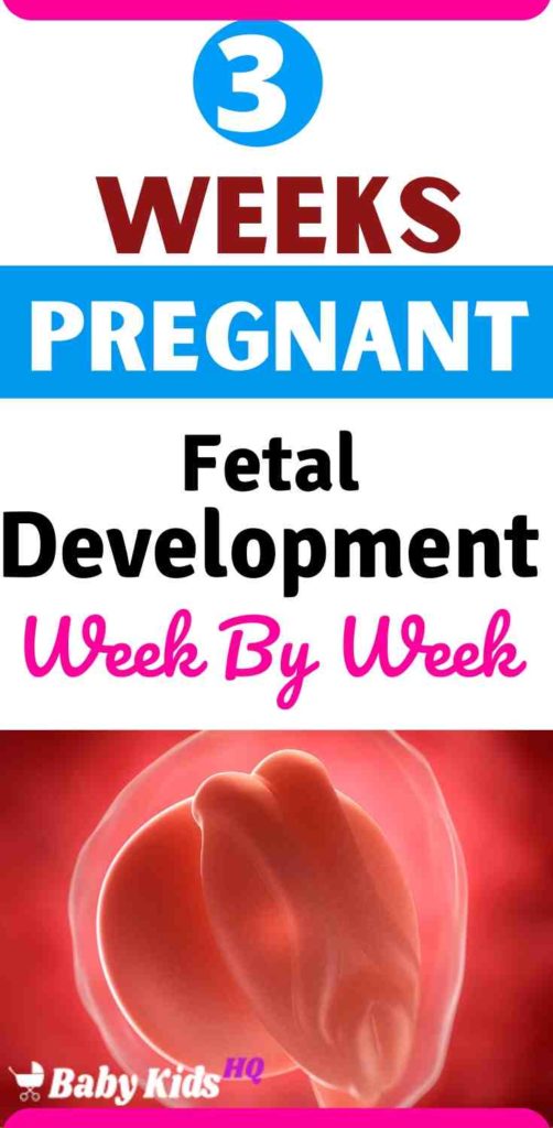 Baby Development In Womb: 3 Weeks Pregnant - BabyKidsHQ