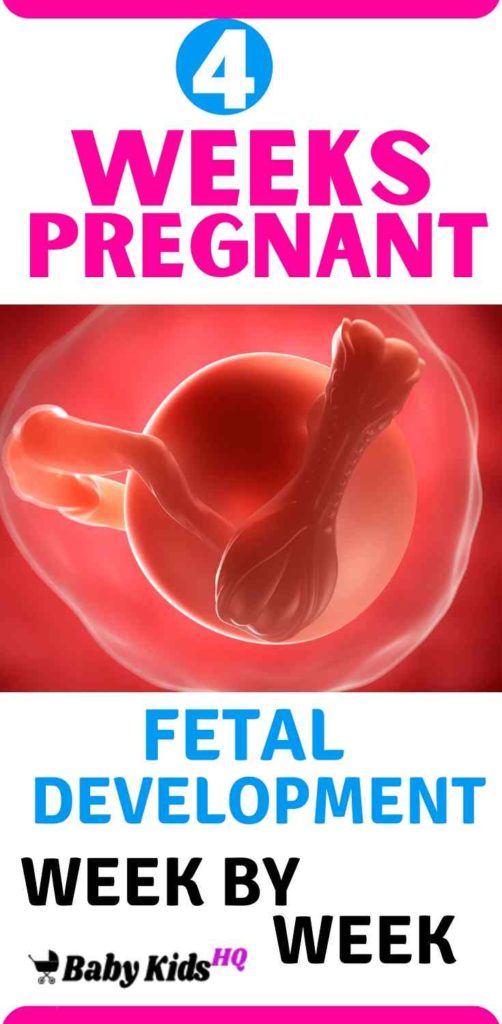 Baby Development In Womb: 4 Weeks Pregnant! - BabyKidsHQ