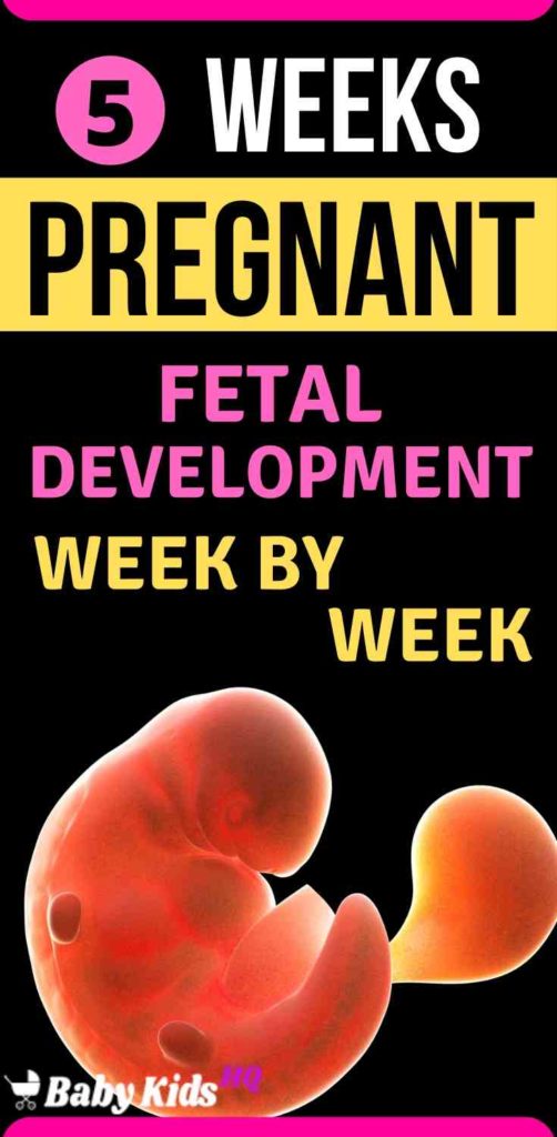 Baby Development In Womb: 5 Weeks Pregnant - BabyKidsHQ