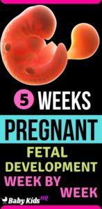 Baby Development In Womb: 5 Weeks Pregnant - BabyKidsHQ