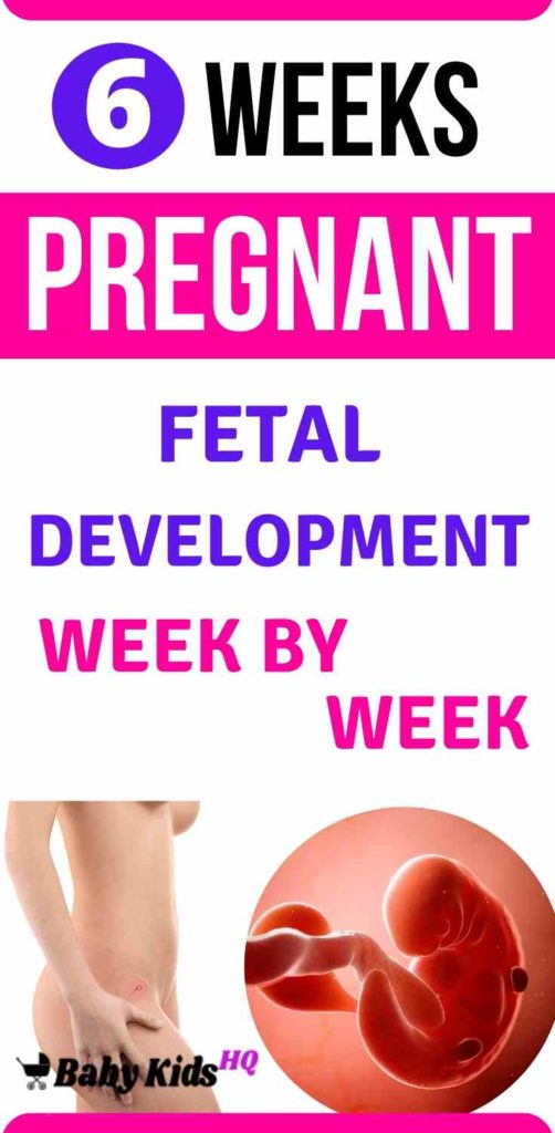 Baby Development In Womb: 6 Weeks Pregnant - BabyKidsHQ