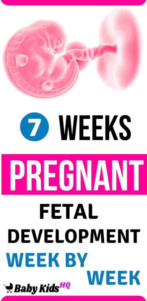 Baby Development In Womb: 7 Weeks Pregnant - BabyKidsHQ