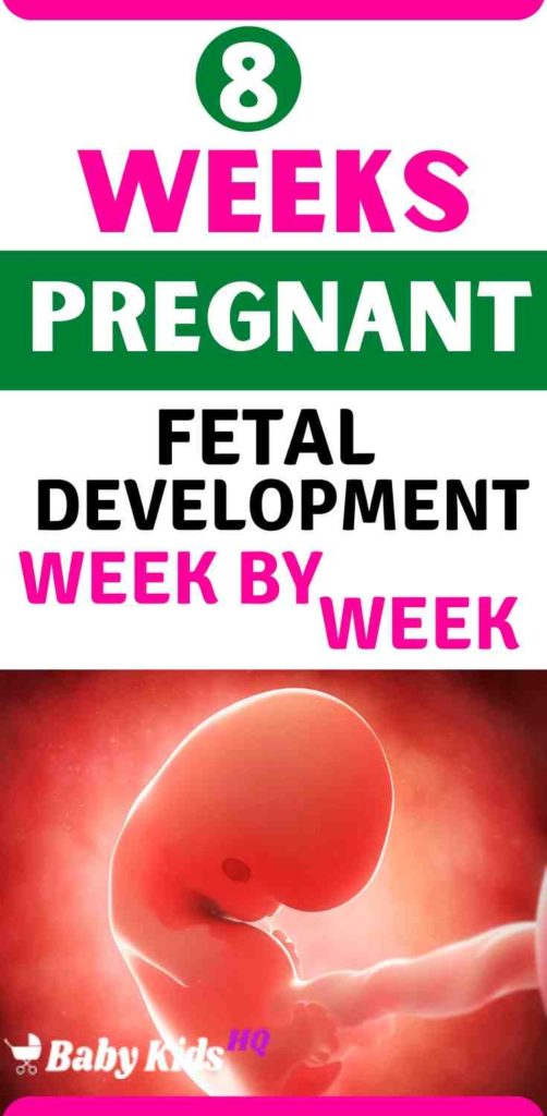 Baby Development In Womb: 8 Weeks Pregnant - BabyKidsHQ