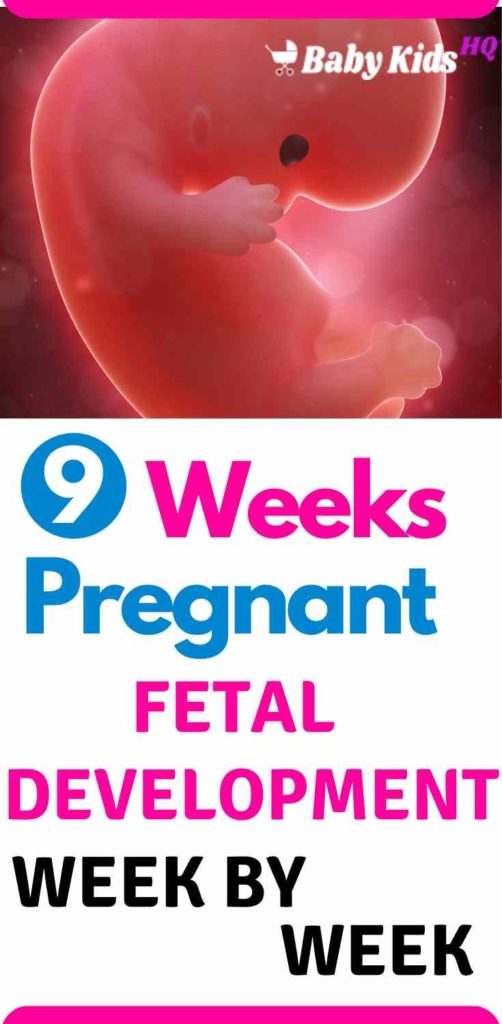 Baby Development In Womb: 9 Weeks Pregnant - BabyKidsHQ