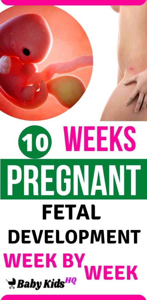 Baby Development In Womb: 10 Weeks Pregnant - BabyKidsHQ