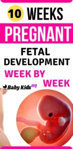 Baby Development In Womb: 10 Weeks Pregnant - BabyKidsHQ