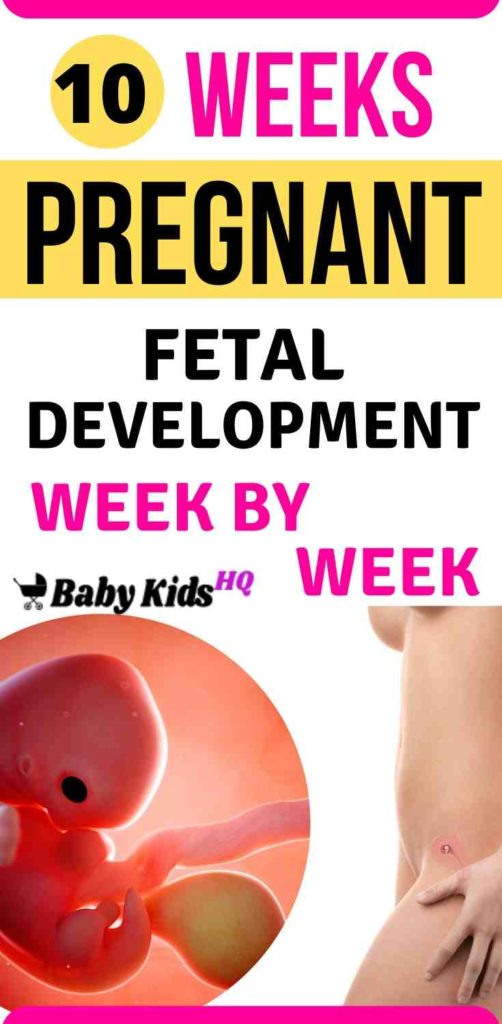 Baby Development In Womb: 10 Weeks Pregnant - BabyKidsHQ