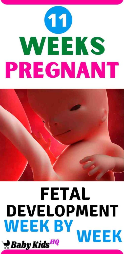 Baby Development In Womb: 11 Weeks Pregnant - BabyKidsHQ
