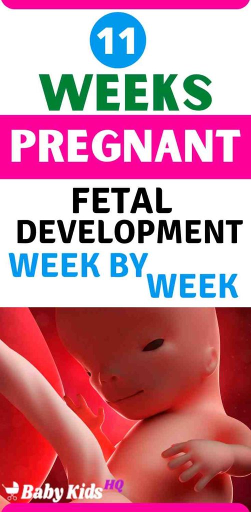 Baby Development In Womb: 11 Weeks Pregnant - BabyKidsHQ