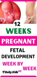 Baby Development In Womb: 12 Weeks Pregnant - BabyKidsHQ
