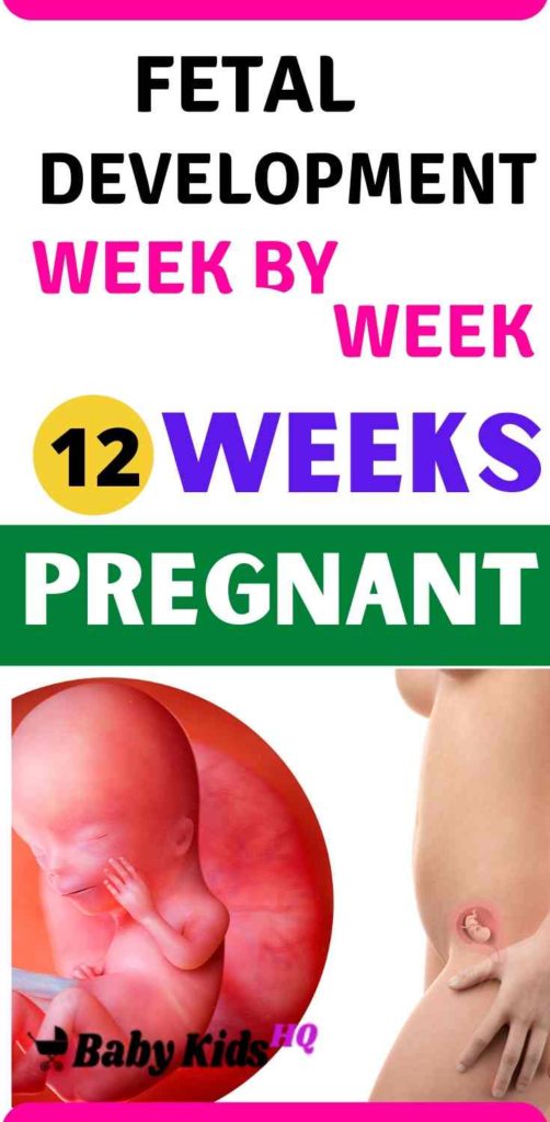 Baby Development In Womb: 12 Weeks Pregnant - BabyKidsHQ