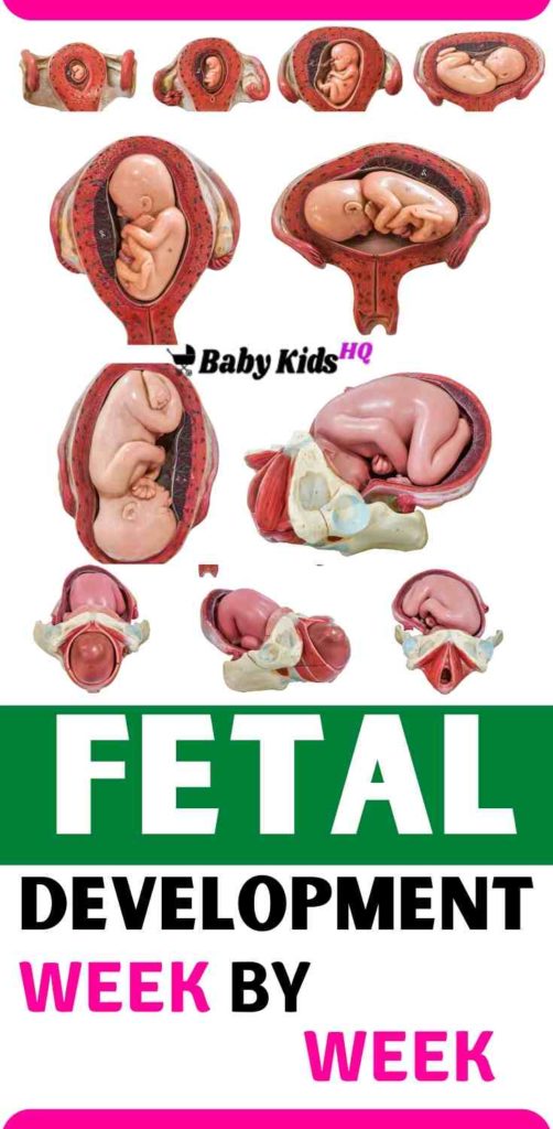 Baby Development In Womb: Fetal Development week by week - BabyKidsHQ