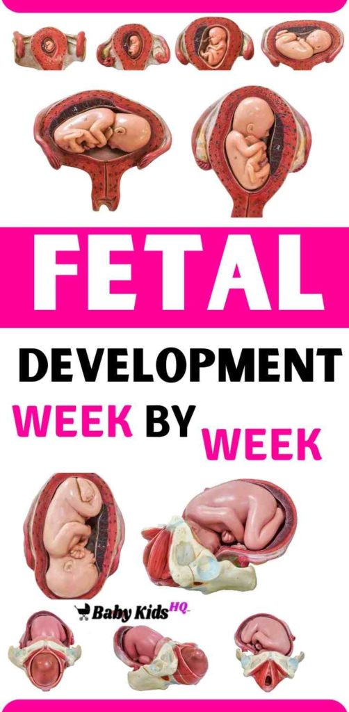 Baby Development In Womb: Fetal Development week by week - BabyKidsHQ