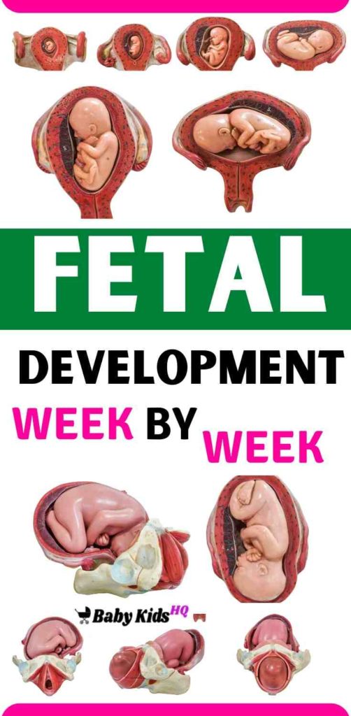Baby Development In Womb: Fetal Development week by week - BabyKidsHQ