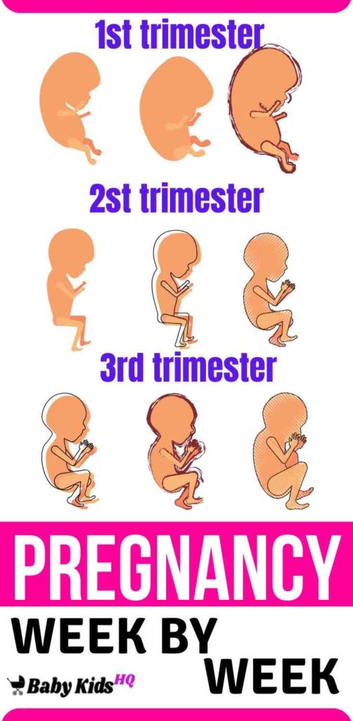 Pregnancy Week By Week - BabyKidsHQ