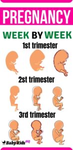 Pregnancy Week By Week - BabyKidsHQ