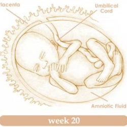Baby Development In Womb: Fetal Development week by week - BabyKidsHQ