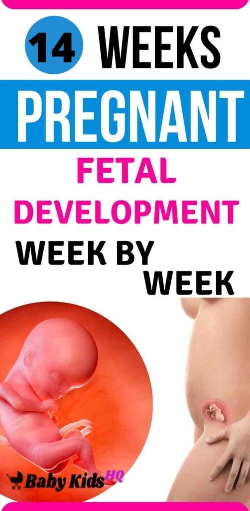 Baby Development In Womb: 14 Weeks Pregnant - BabyKidsHQ