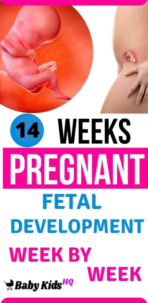 Baby Development In Womb: 14 Weeks Pregnant - BabyKidsHQ